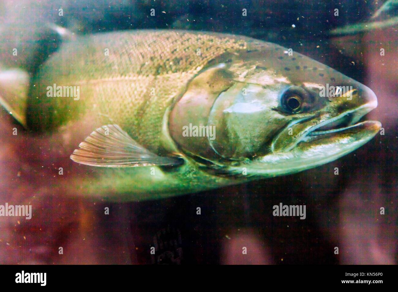 Chinook salmon fish scales hi-res stock photography and images - Alamy