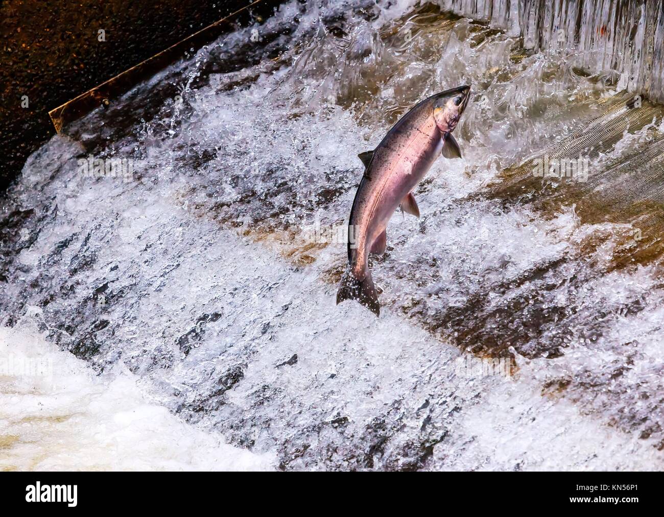 Chinook salmon fish scales hi-res stock photography and images - Alamy