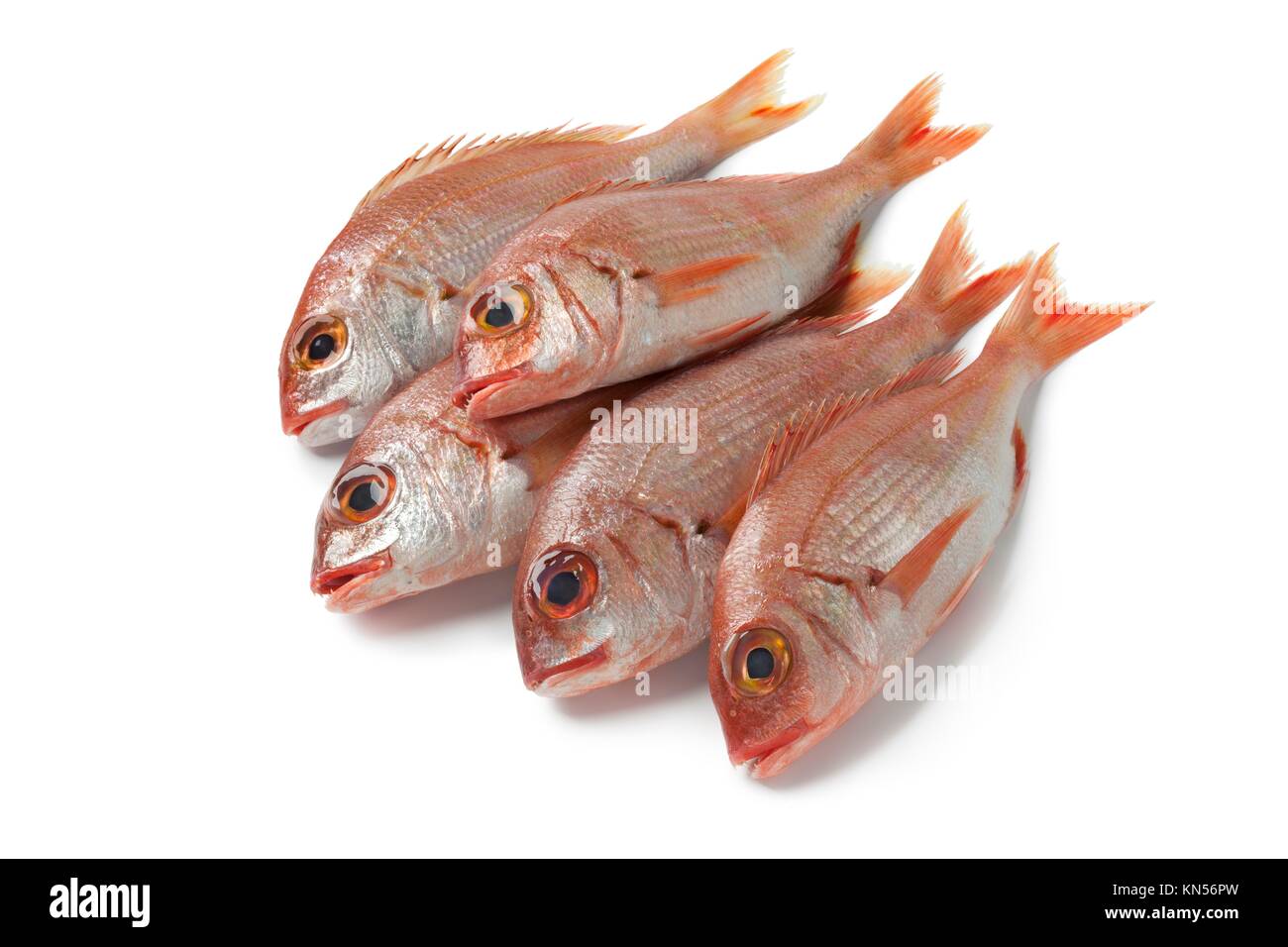 Snapper Fish Cut Out Stock Images & Pictures - Alamy