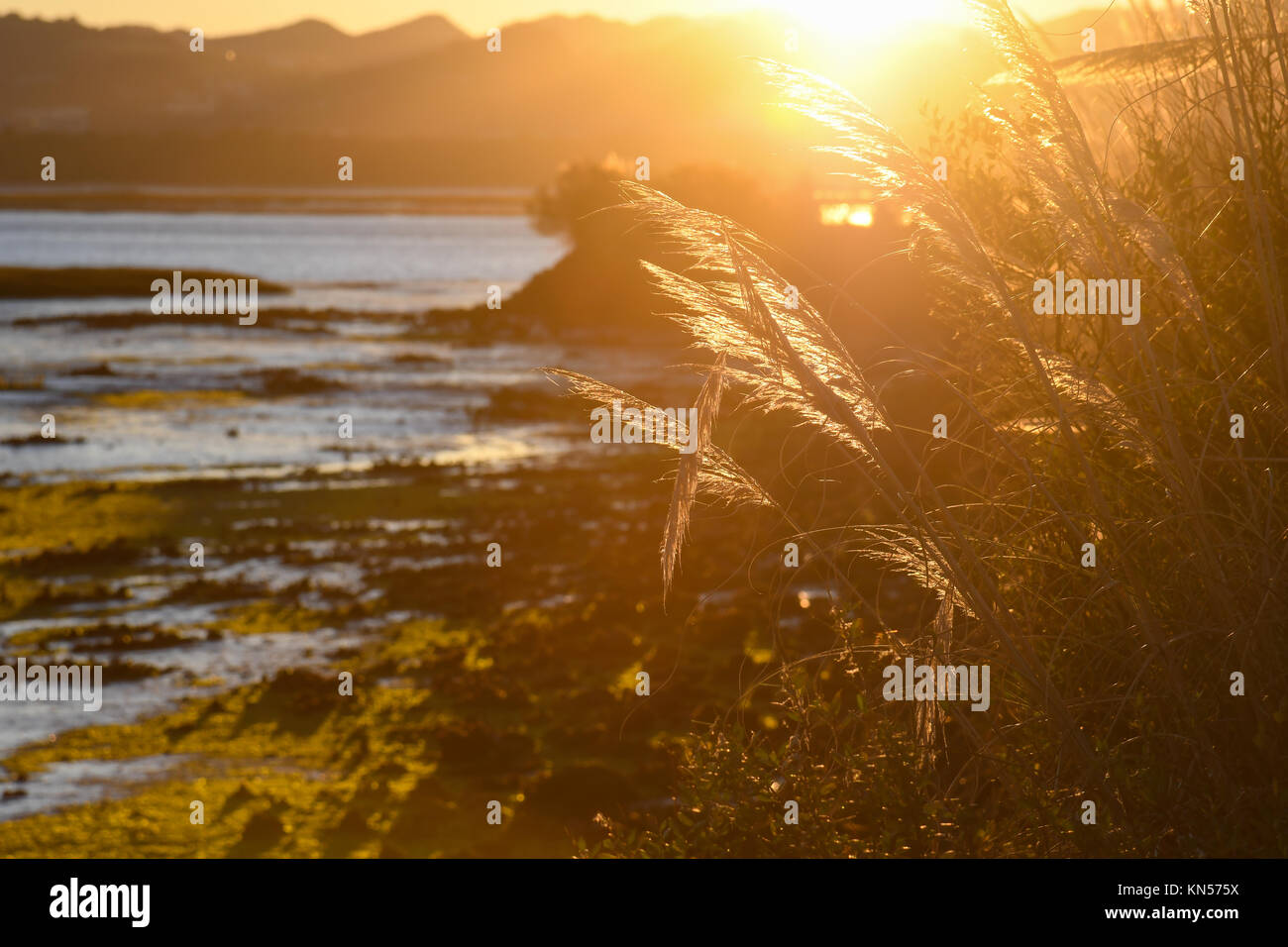 sunrise in the marsh Stock Photo - Alamy