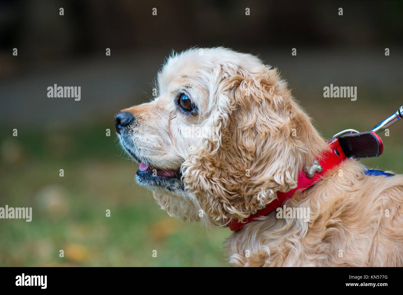 Cocker spaniel dog head hi-res stock photography and images - Alamy