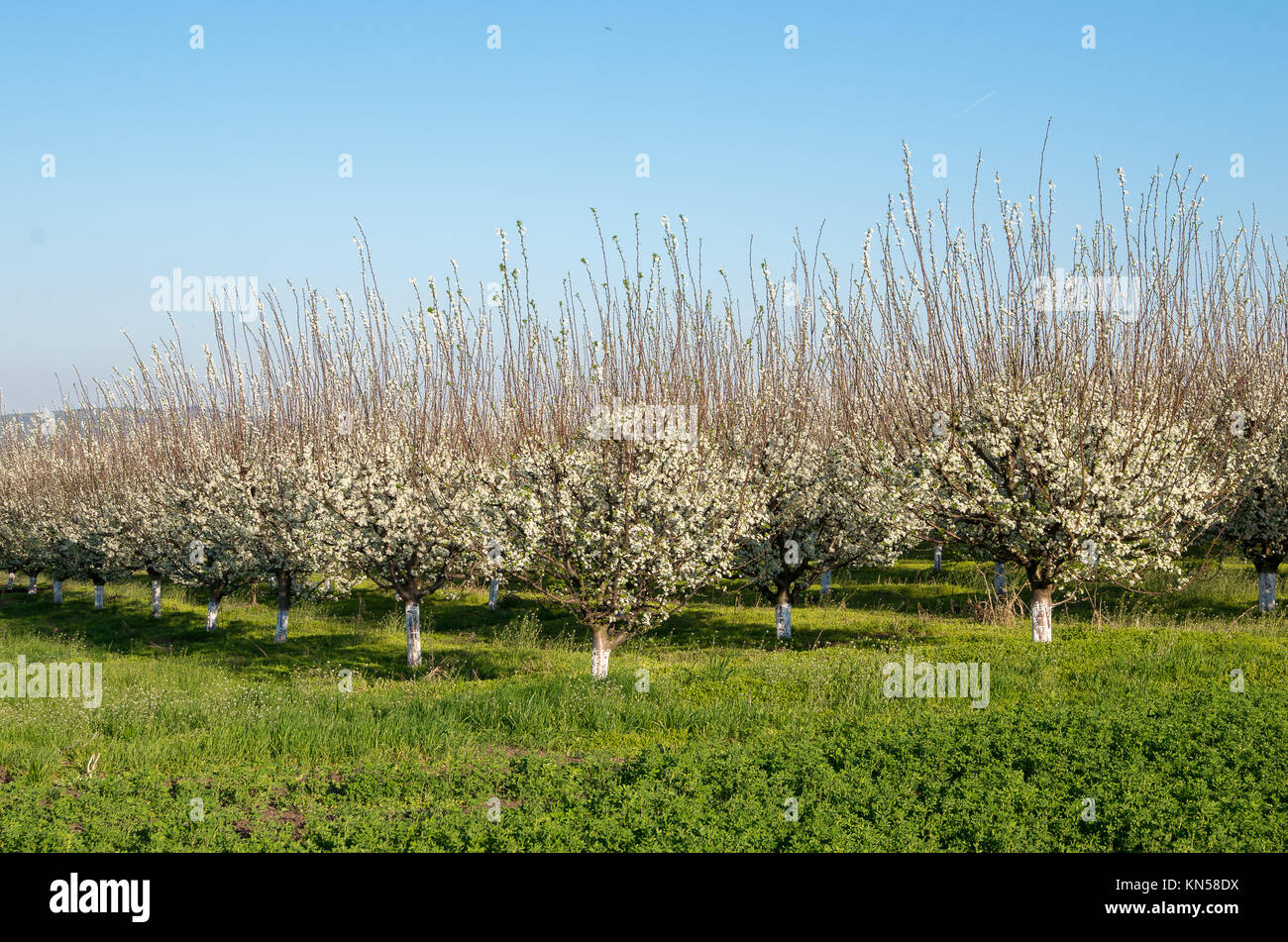 Line of plum trees in beautiful orchard Stock Photo - Alamy