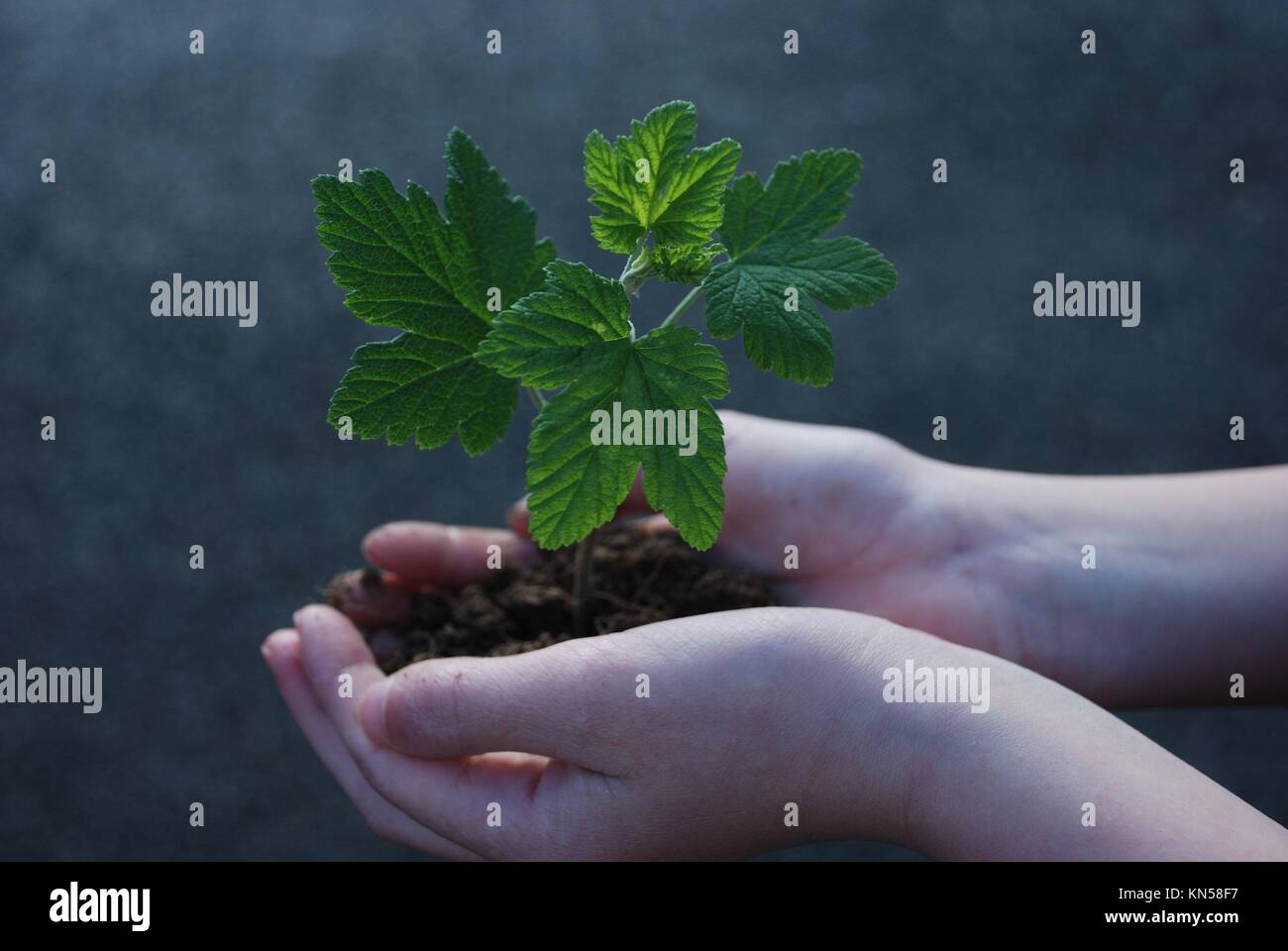 Hand symbol for small hi-res stock photography and images - Alamy