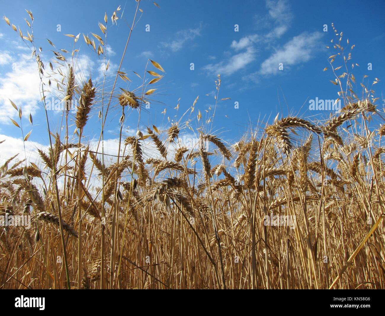 Haver plant hi-res stock photography and images - Alamy