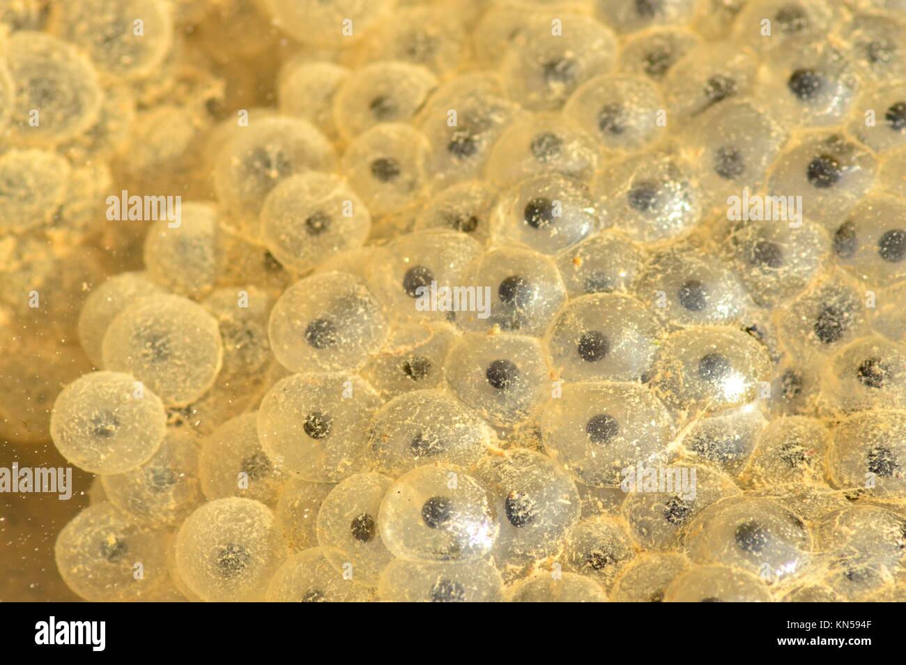 Spawn egg hi-res stock photography and images - Alamy