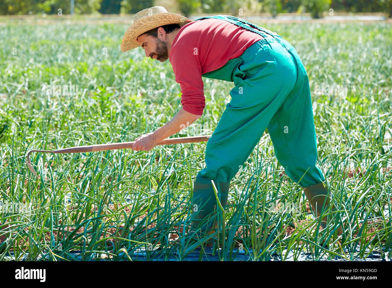 Farmer Working In Field