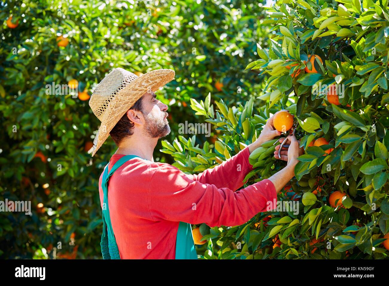 Mandarin Orange Field High Resolution Stock Photography and Images - Alamy
