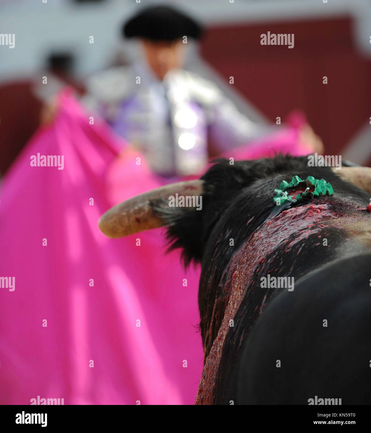 El toro adventure hi-res stock photography and images - Alamy