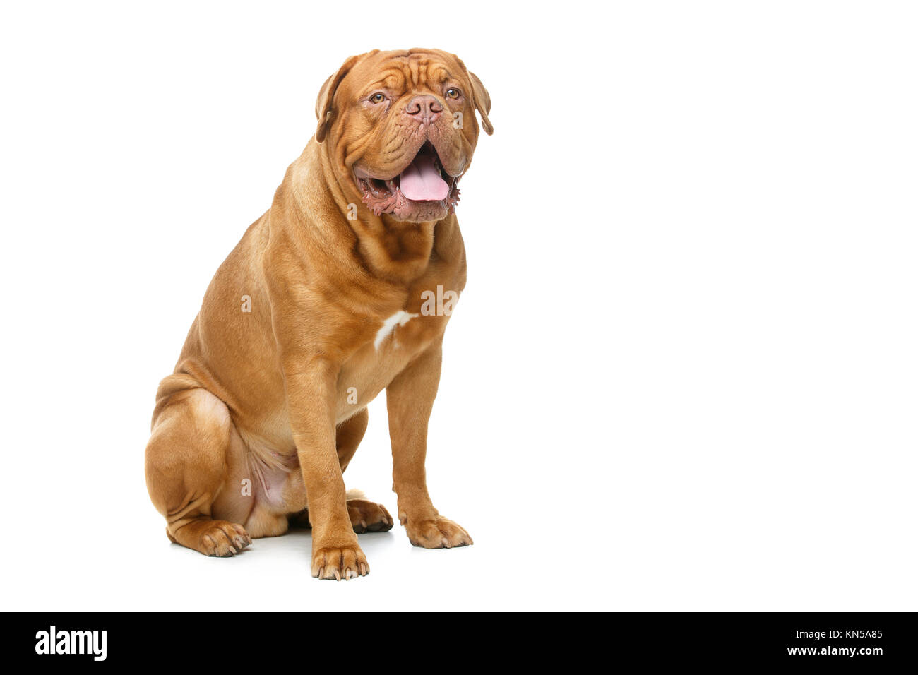 beautiful young dogue de bordeaux dog sitting. studio shot isolated on ...