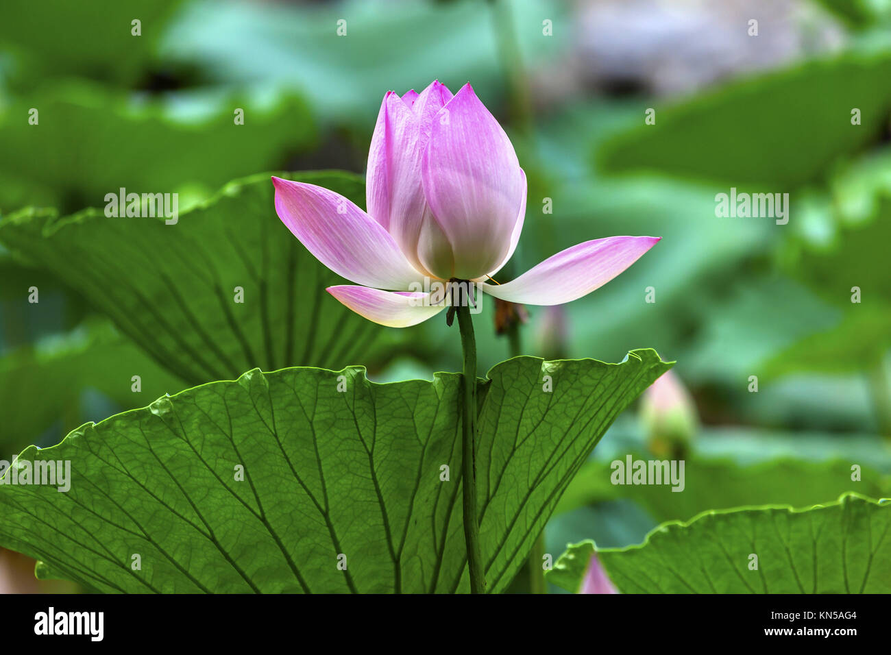 Pink Lotus Blooming Lily Pads Close Up Lotus Pond Temple of the Sun ...