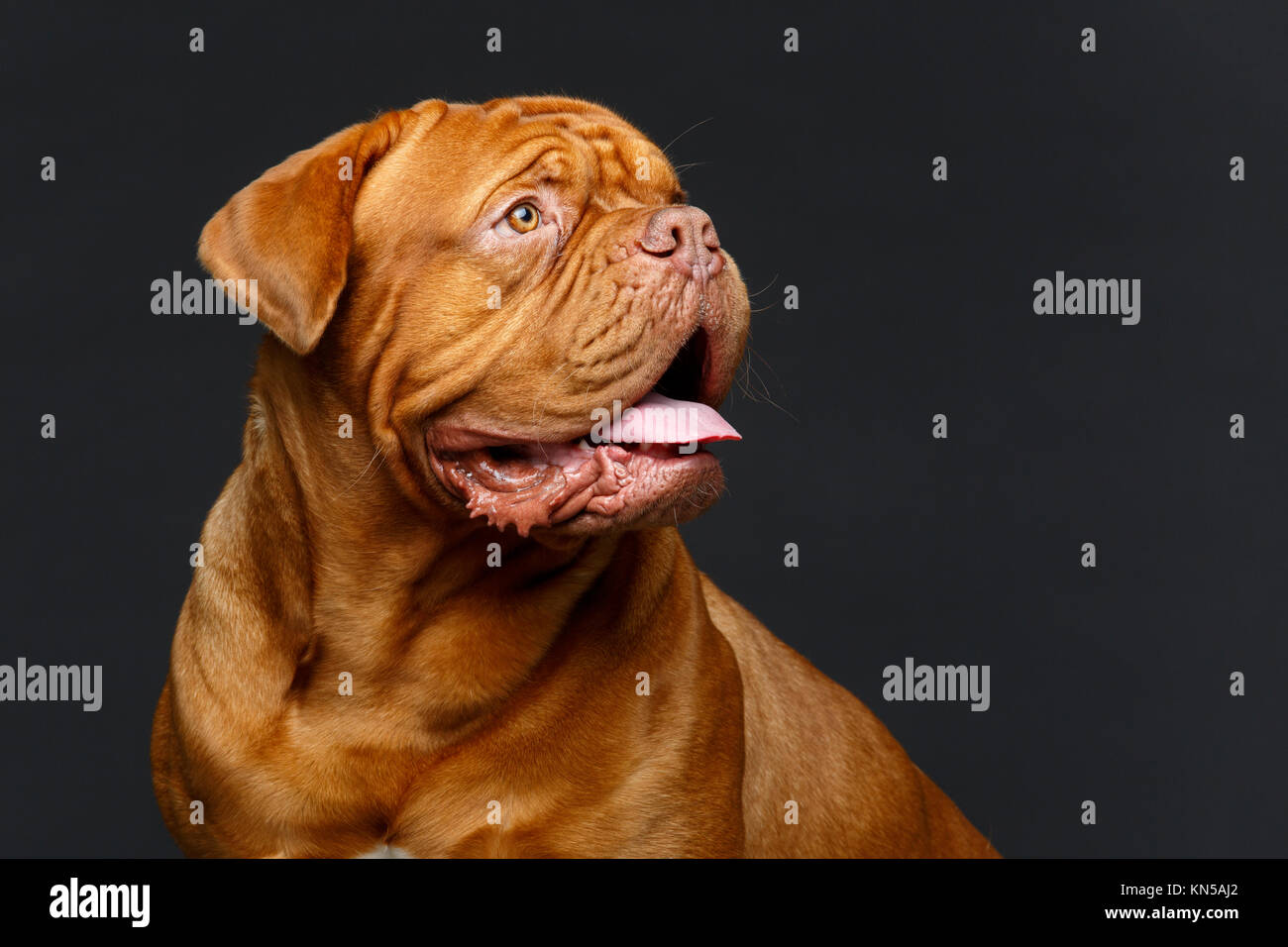 beautiful young dogue de bordeaux dog sitting. studio shot on black ...