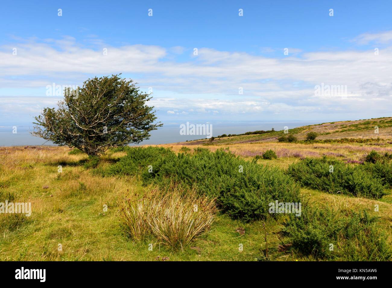 lone tree in moor and Bristol channel, Exmoor, landscape with moor ...