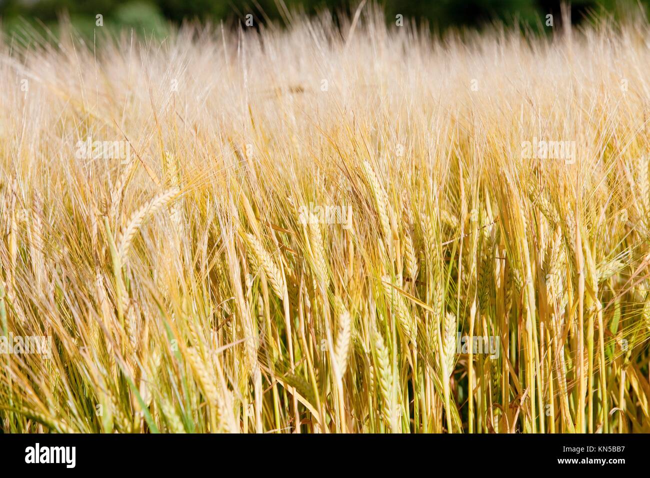 Field rye agriculture hi-res stock photography and images - Alamy