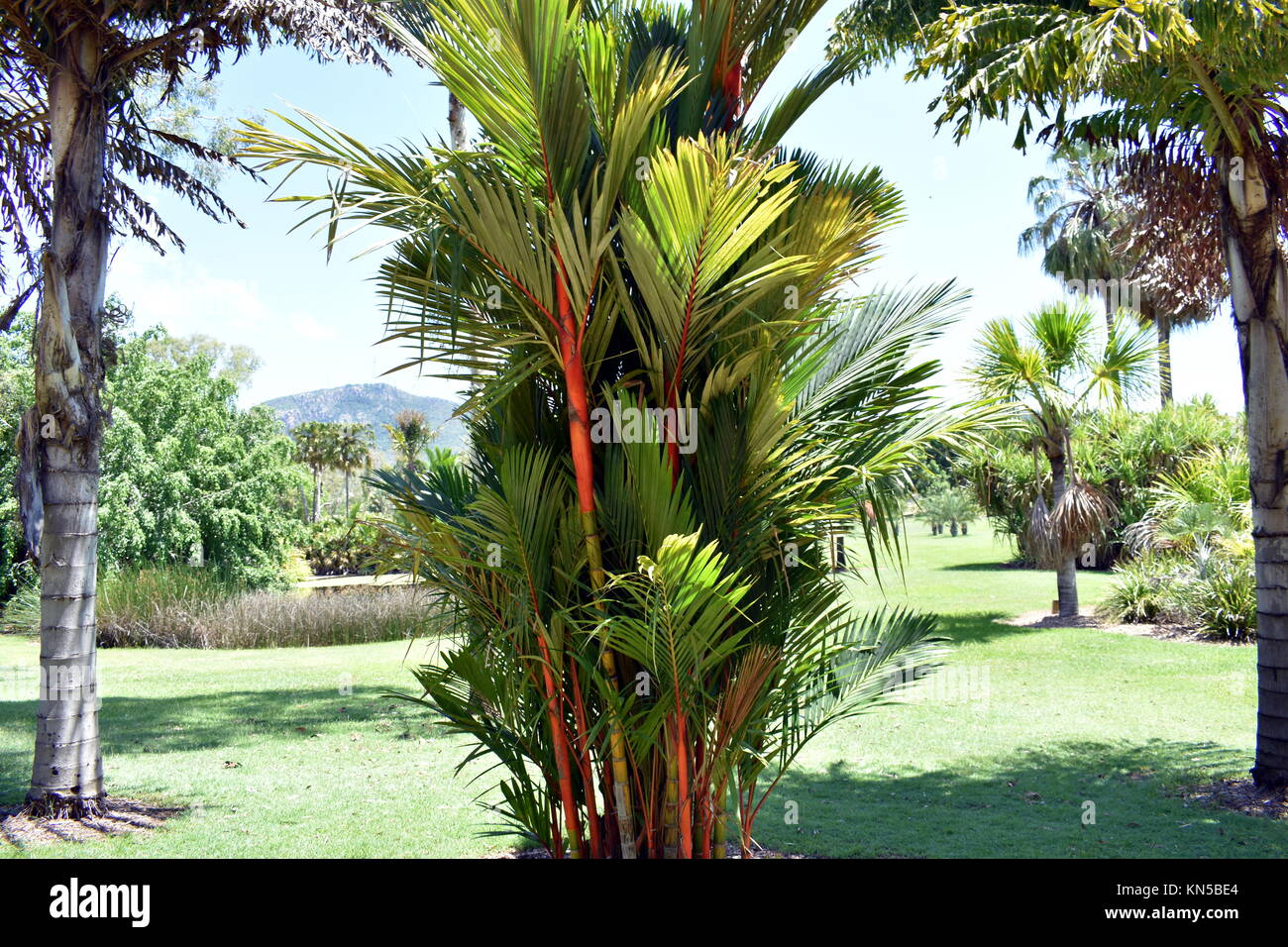 Red palm trees Stock Photo - Alamy