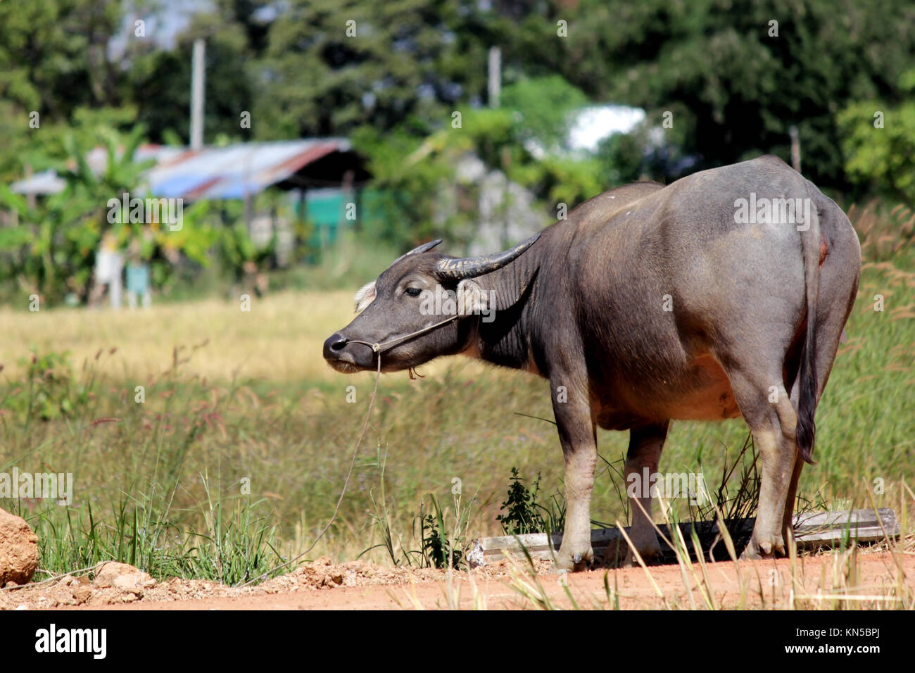closeup of asian water buffalo in the field Stock Photo - Alamy