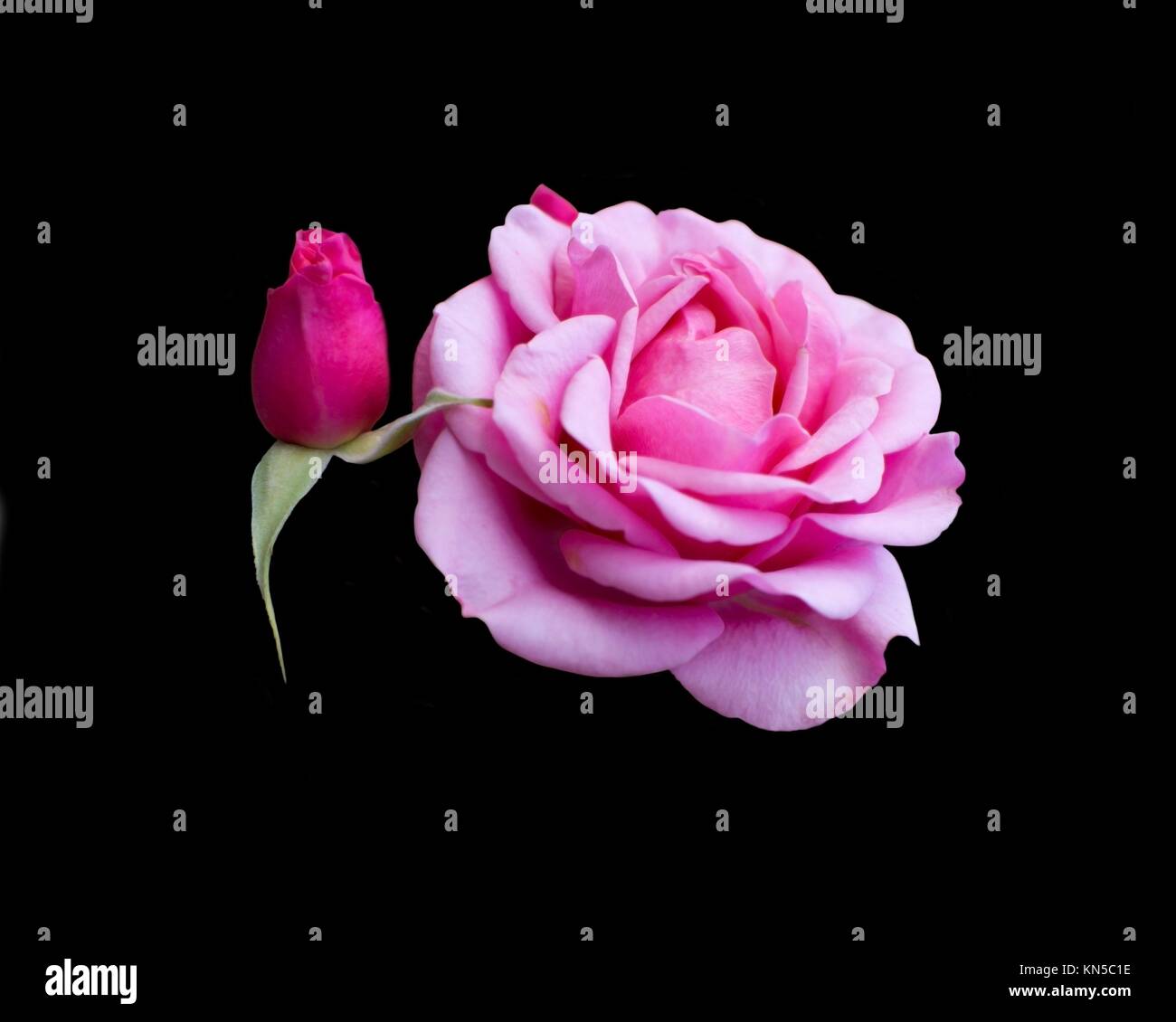 Little rose hi-res stock photography and images - Alamy