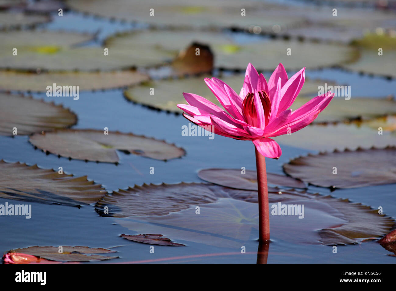 Beautiful red lotus hi-res stock photography and images - Alamy