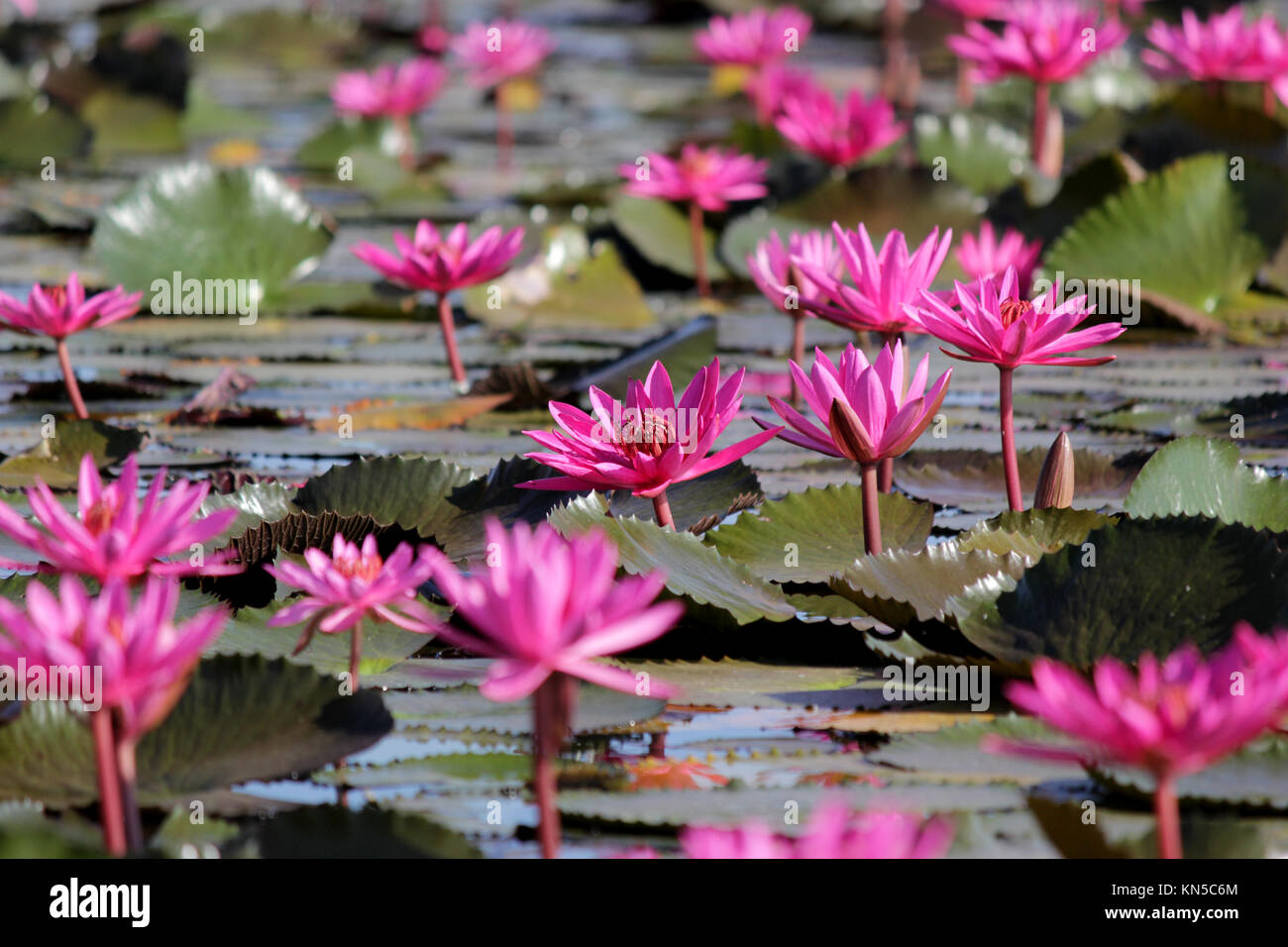 beautiful red lotus flower in the pond Stock Photo - Alamy