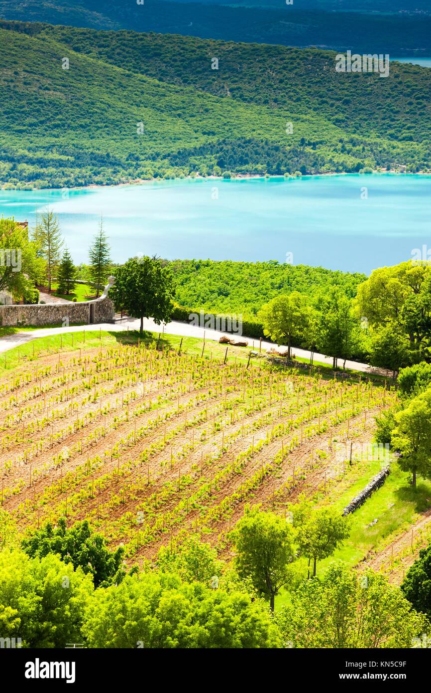 vineyard and St Croix Lake at background, Verdon Gorge, Provence ...