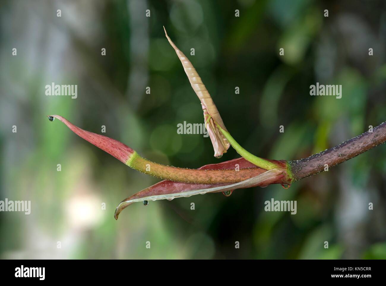 Leaf unfolding hi-res stock photography and images - Alamy