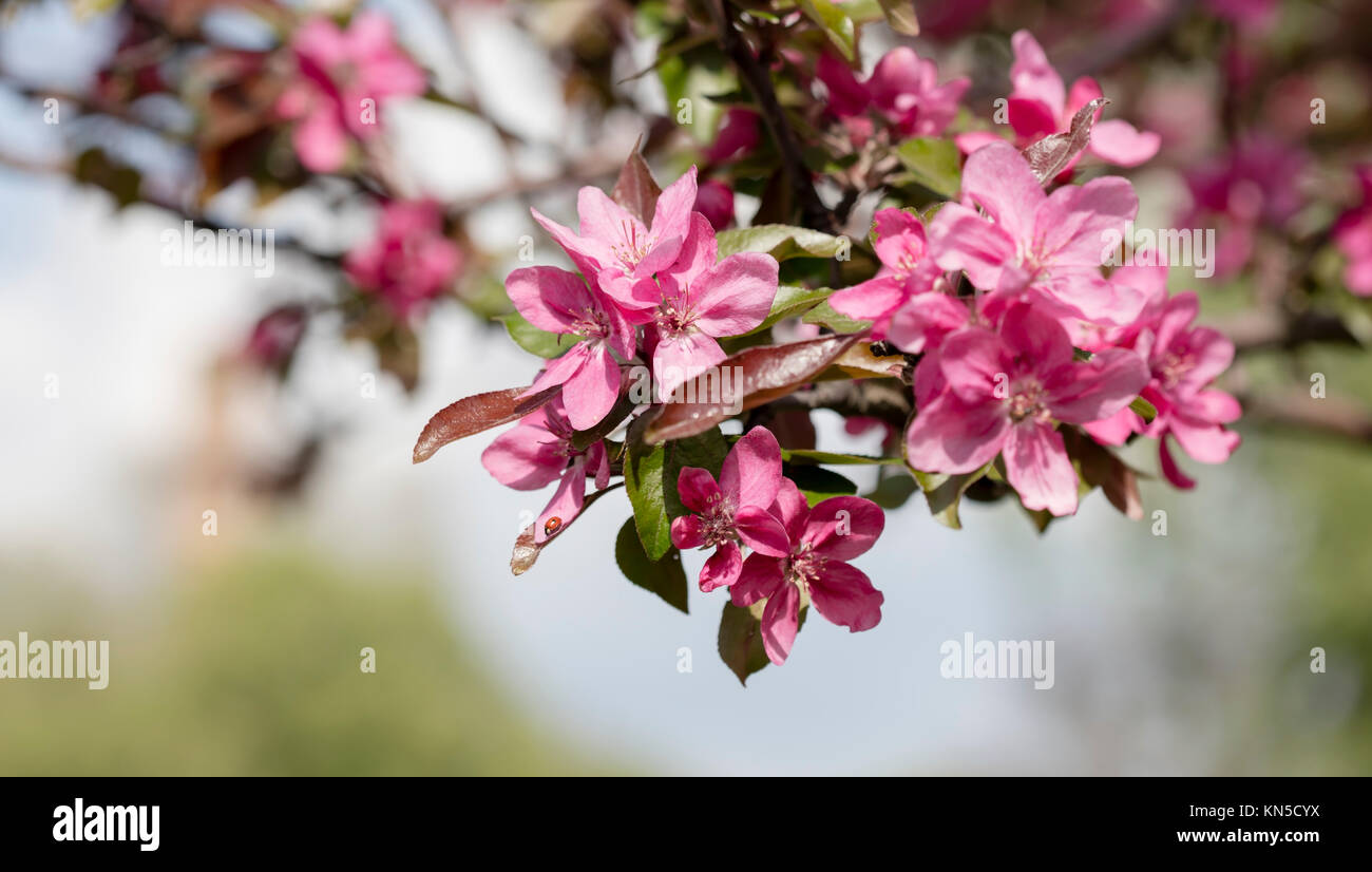 flower on the tree, flowering tree Stock Photo - Alamy
