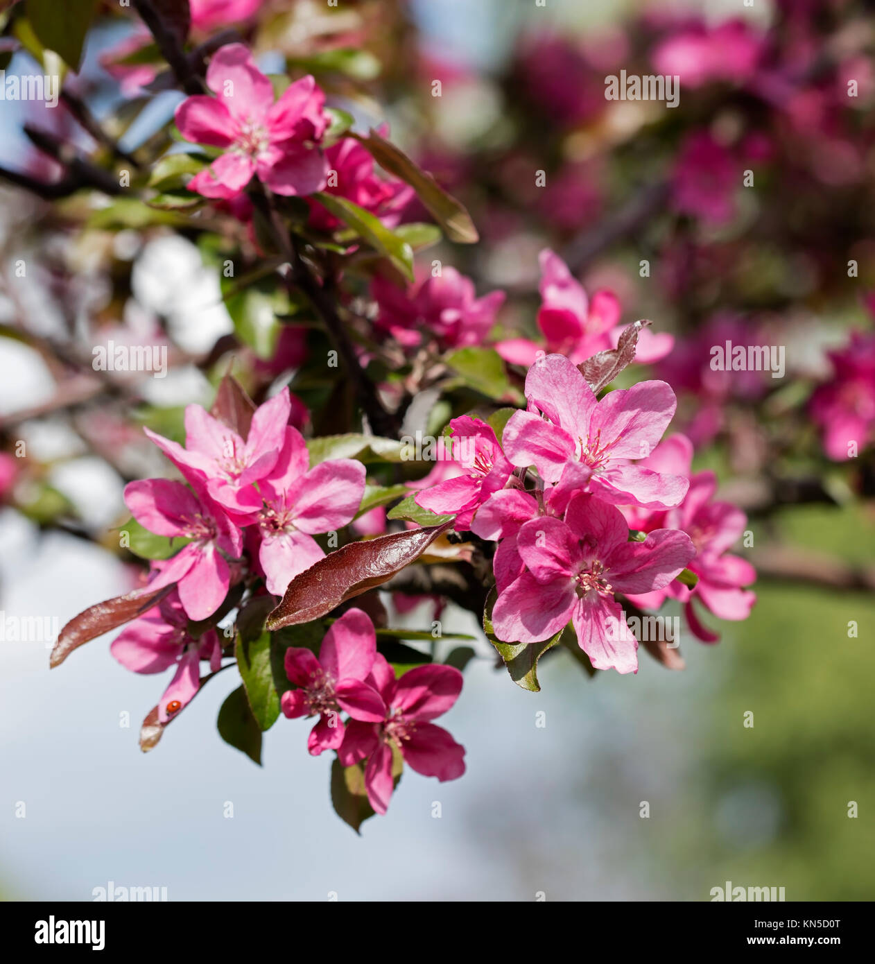 flower on the tree, flowering tree Stock Photo - Alamy