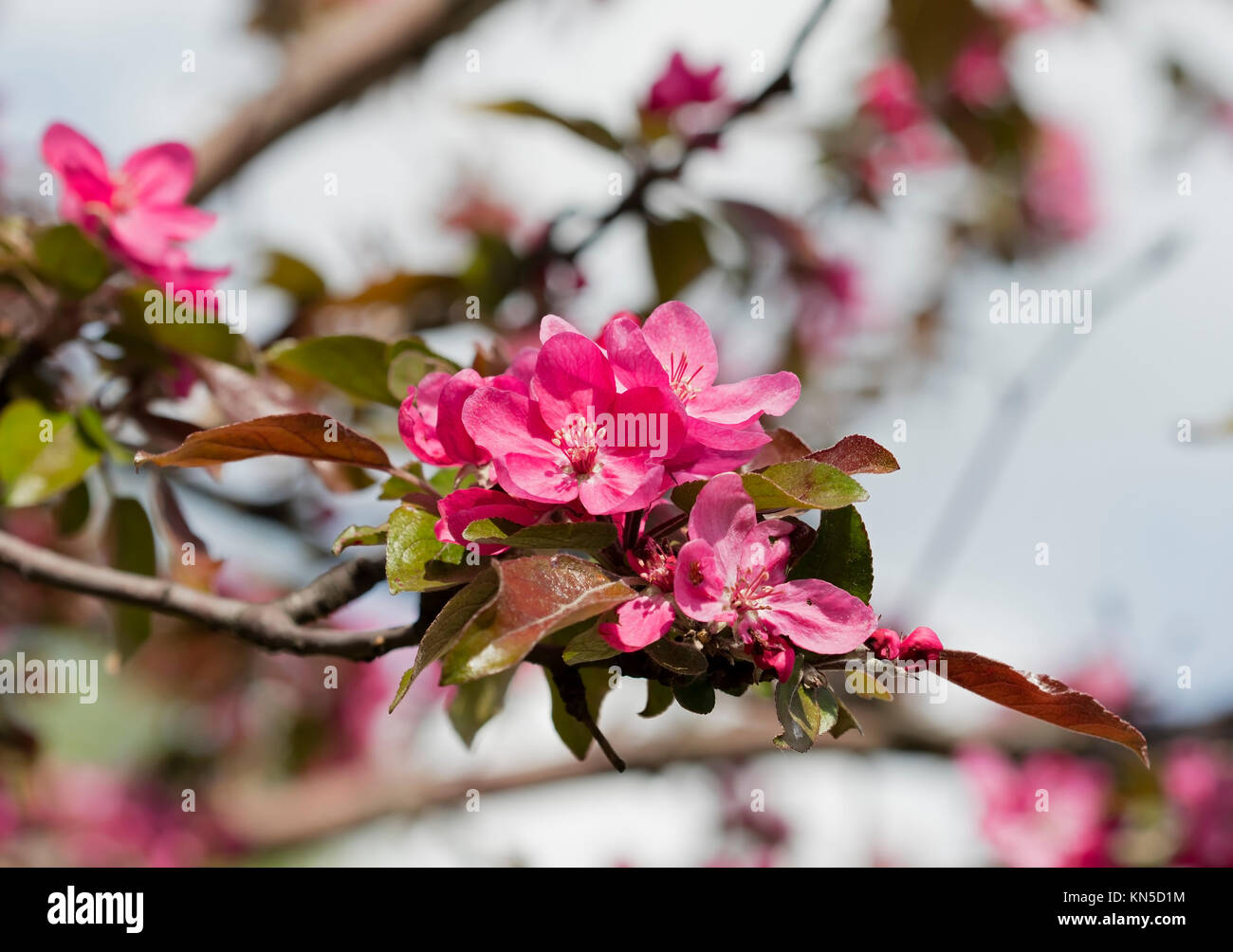 flower on the tree, flowering tree Stock Photo - Alamy