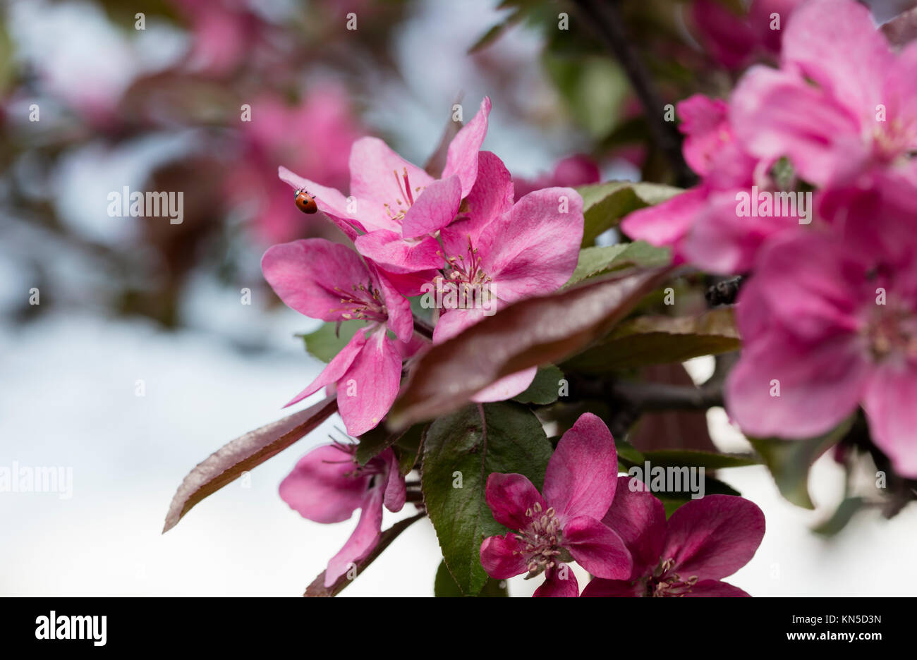 flower on the tree, flowering tree Stock Photo - Alamy