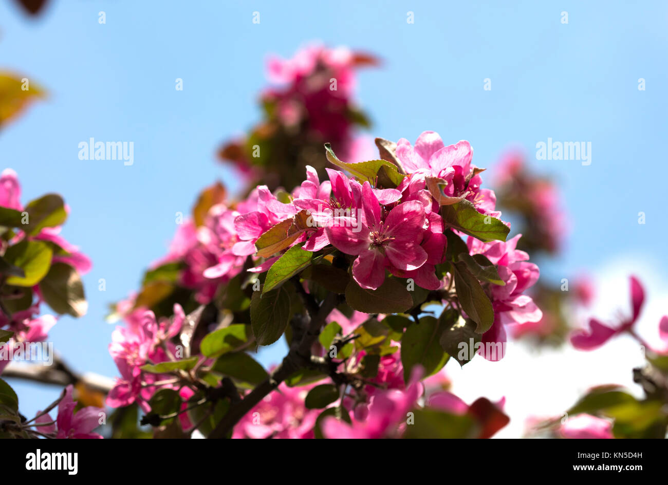flower on the tree, flowering tree Stock Photo - Alamy