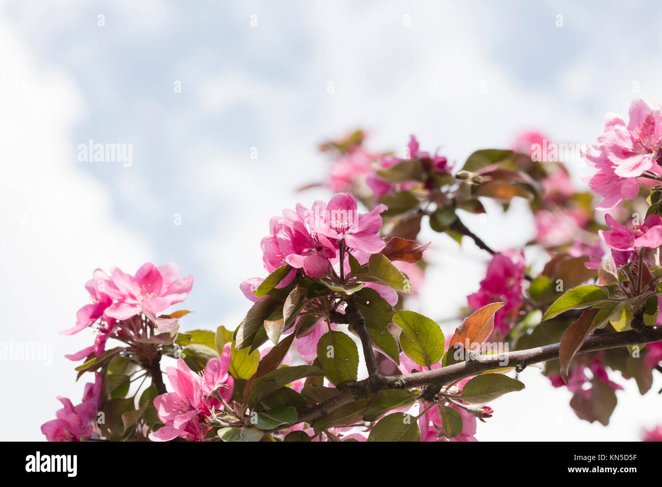 flower on the tree, flowering tree Stock Photo - Alamy