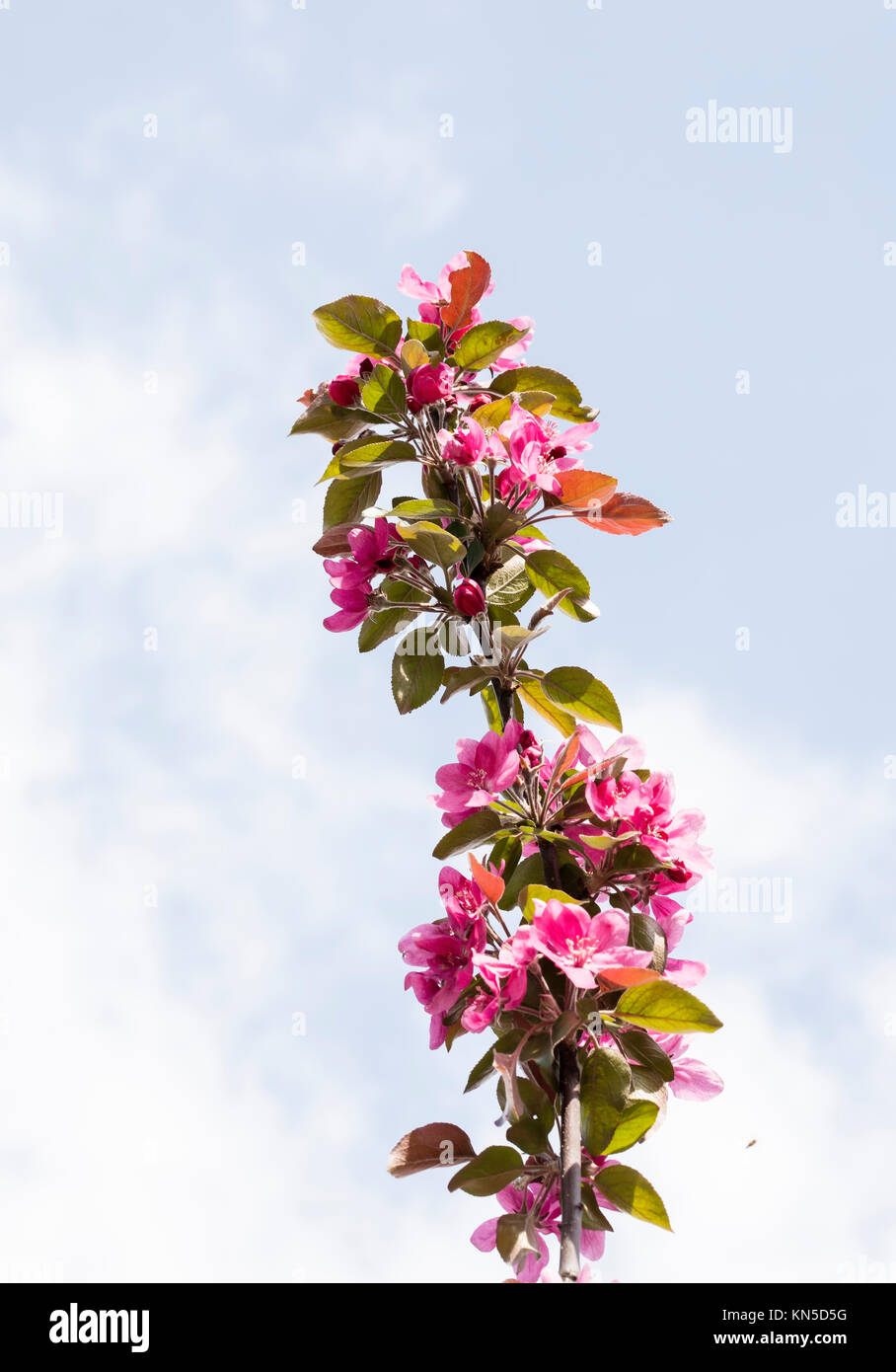 flower on the tree, flowering tree Stock Photo - Alamy