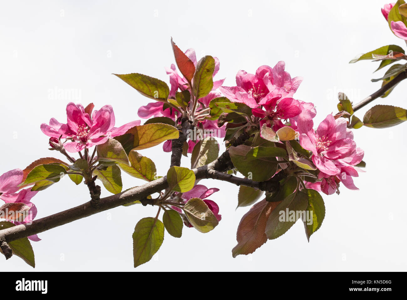 flower on the tree, flowering tree Stock Photo - Alamy