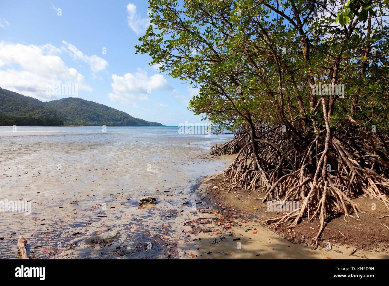 Mangrove on beach hi-res stock photography and images - Alamy
