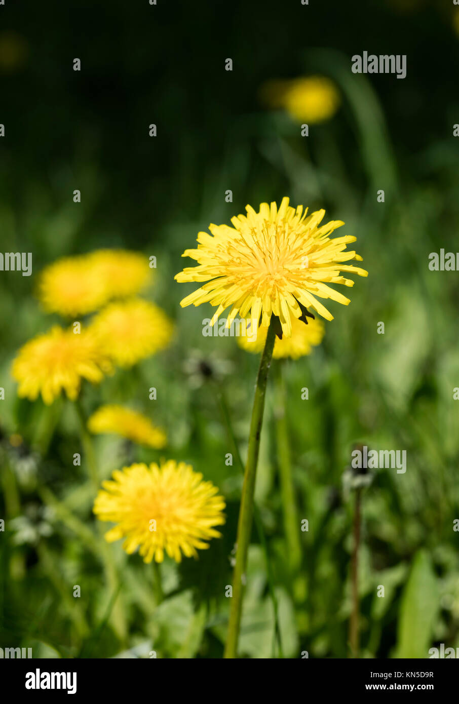 meadow dandelion flowers, nature background Stock Photo - Alamy