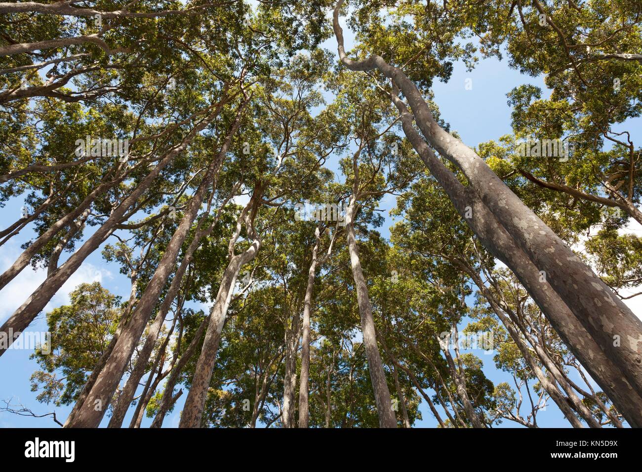 Ironbark tree hi-res stock photography and images - Alamy