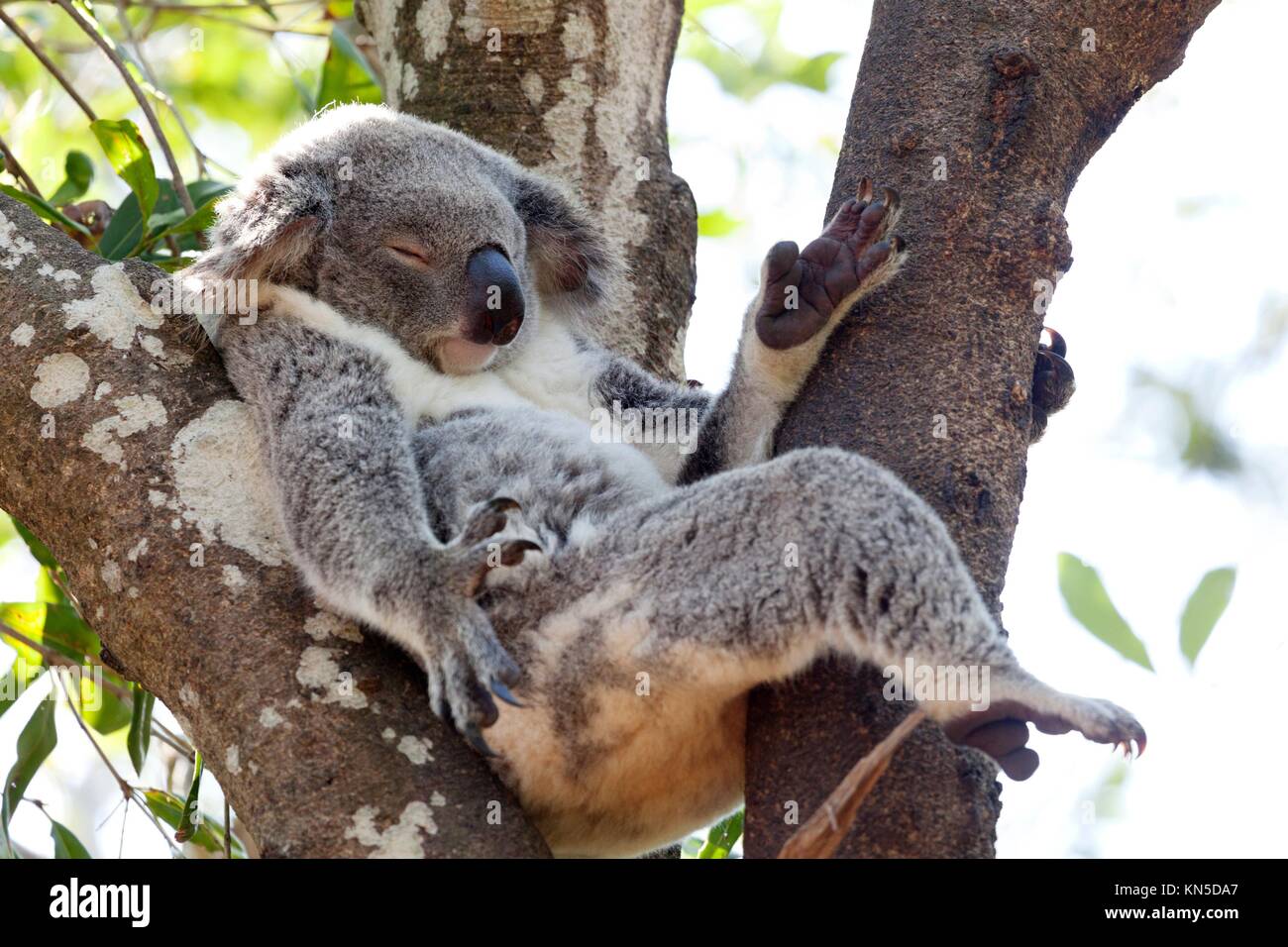 Koala hanging in tree hi-res stock photography and images - Alamy