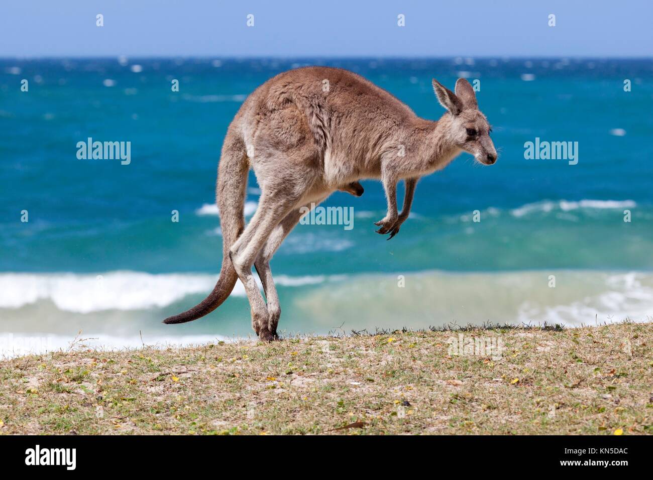 Jumping Red Kangaroo on the beach, Depot Beach,New South Wales ...