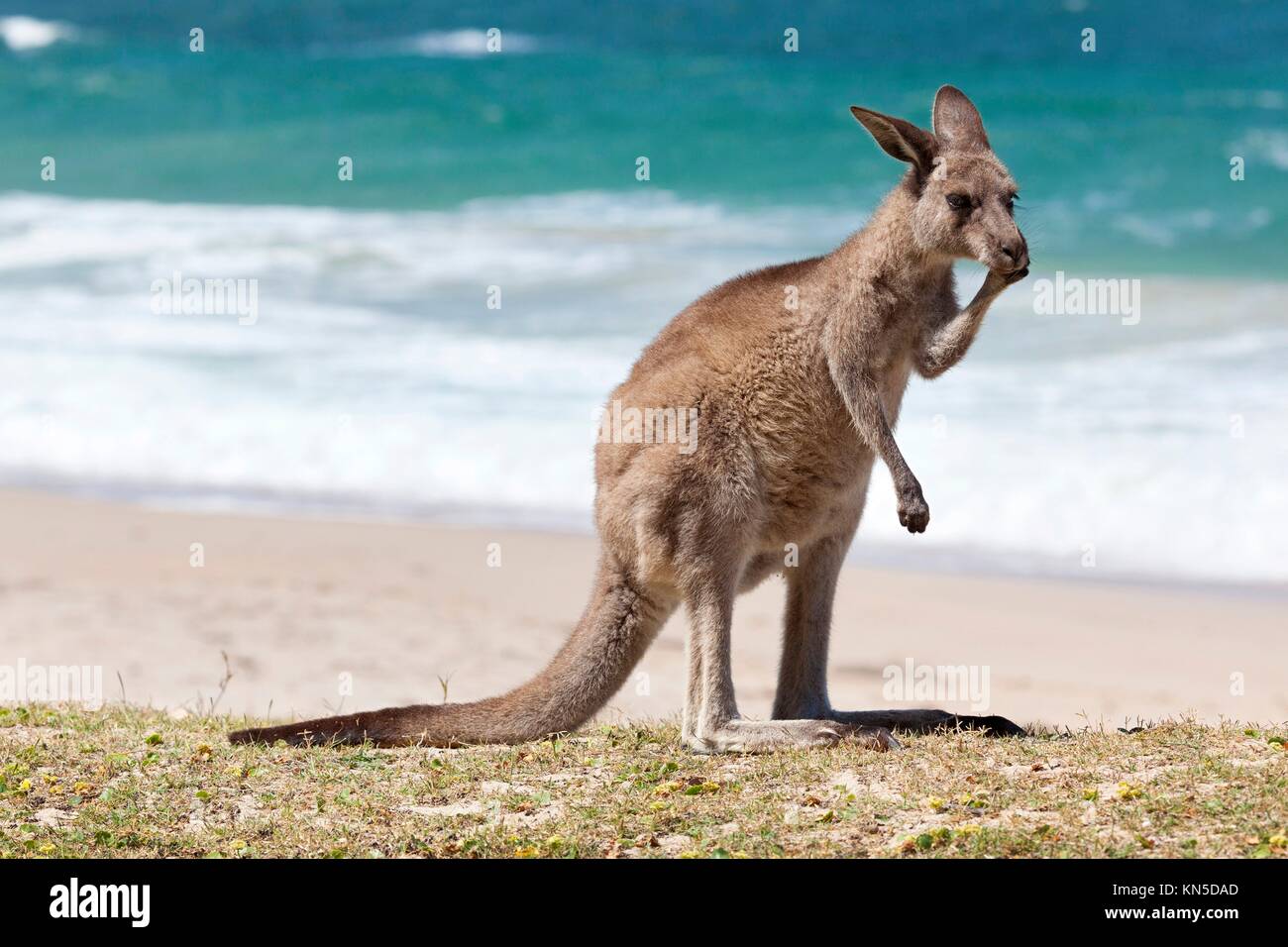 Kangaroo Beach Australia High Resolution Stock Photography and Images ...