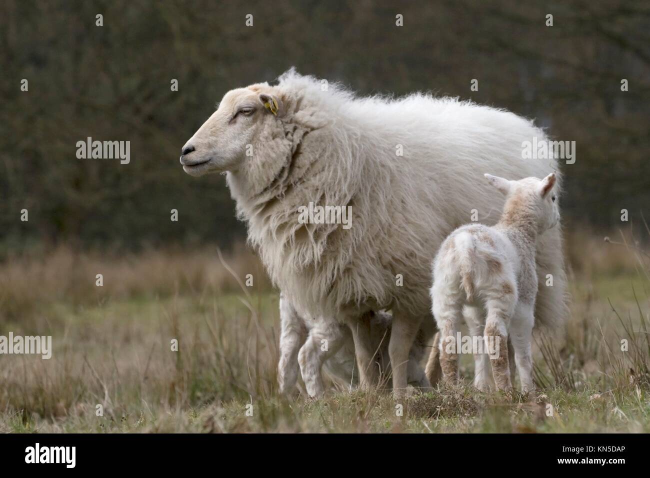 Animal mother offspring hi-res stock photography and images - Alamy