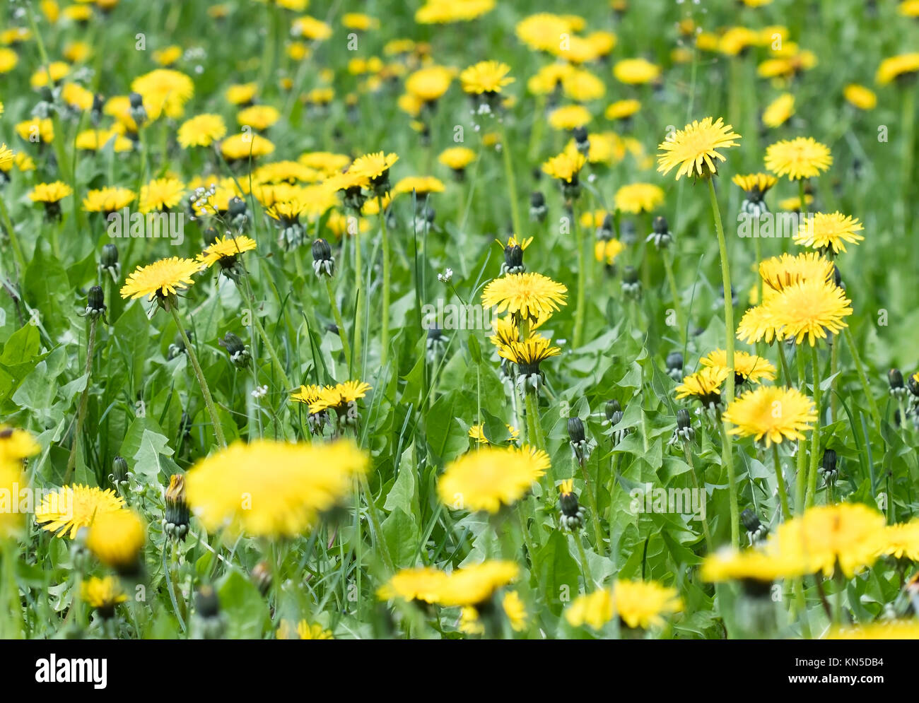 meadow dandelion flowers, nature background Stock Photo - Alamy