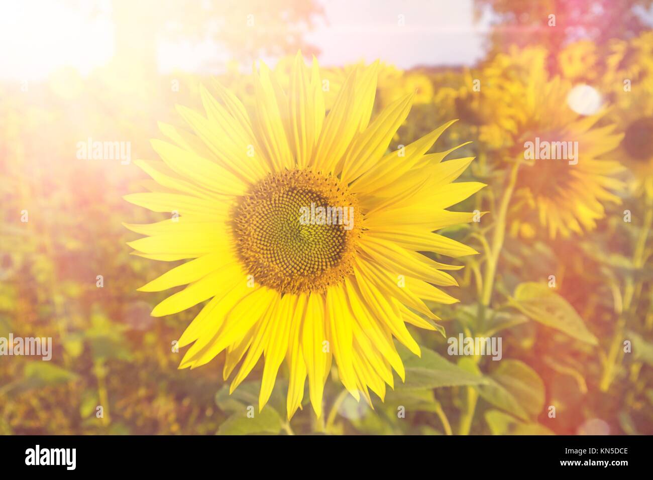Shiny Sunflower Desktop Backgrounds