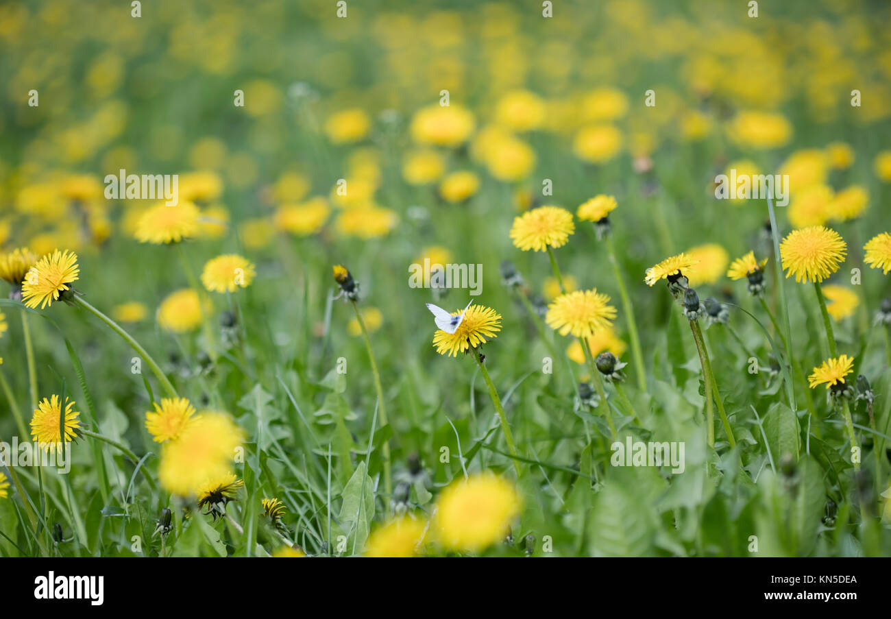 meadow dandelion flowers, nature background Stock Photo - Alamy