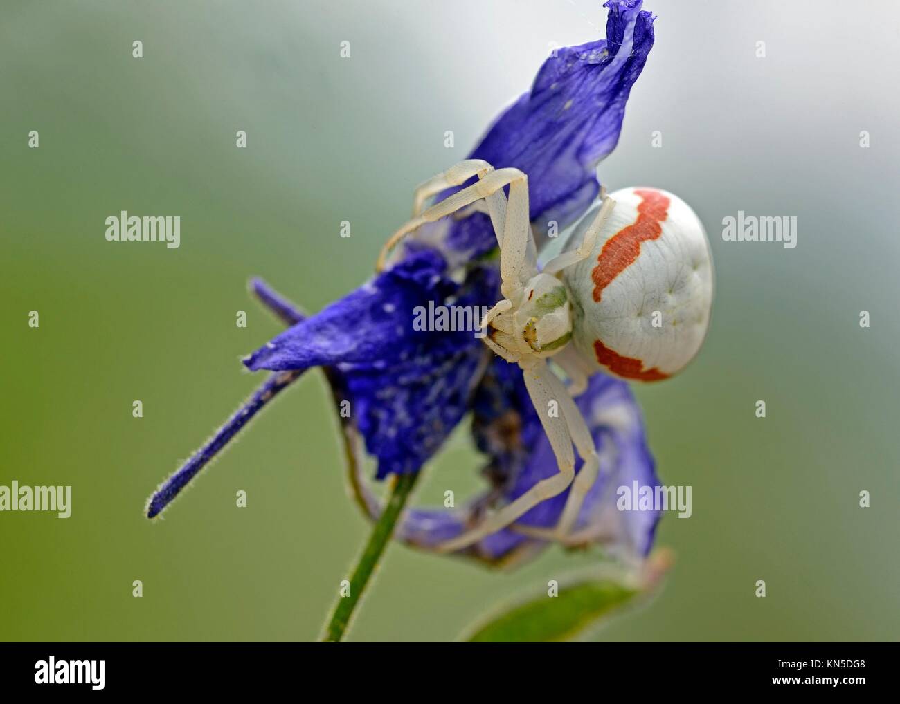 Misumena vatia hi-res stock photography and images - Alamy