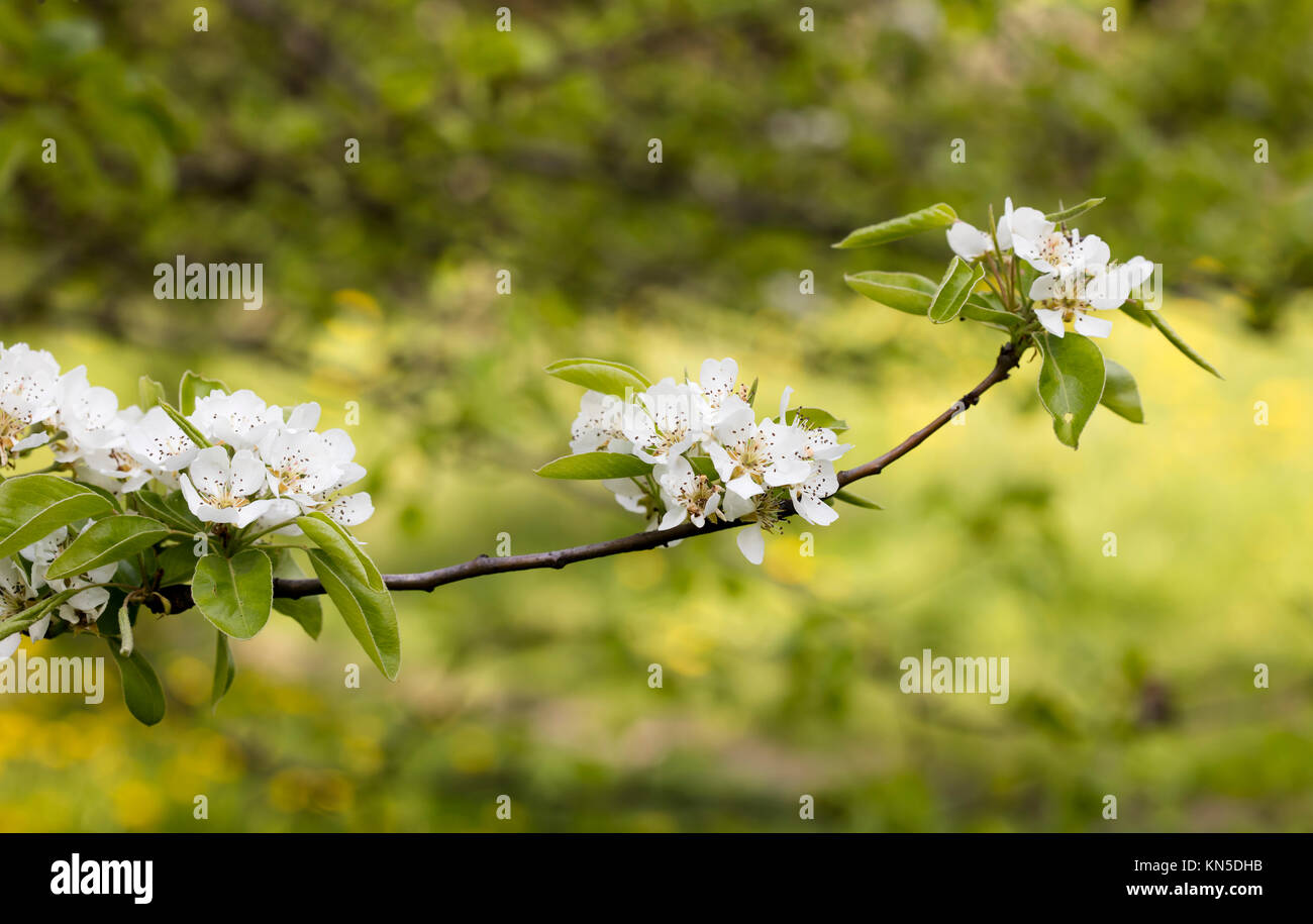 flower on the tree, flowering tree Stock Photo - Alamy