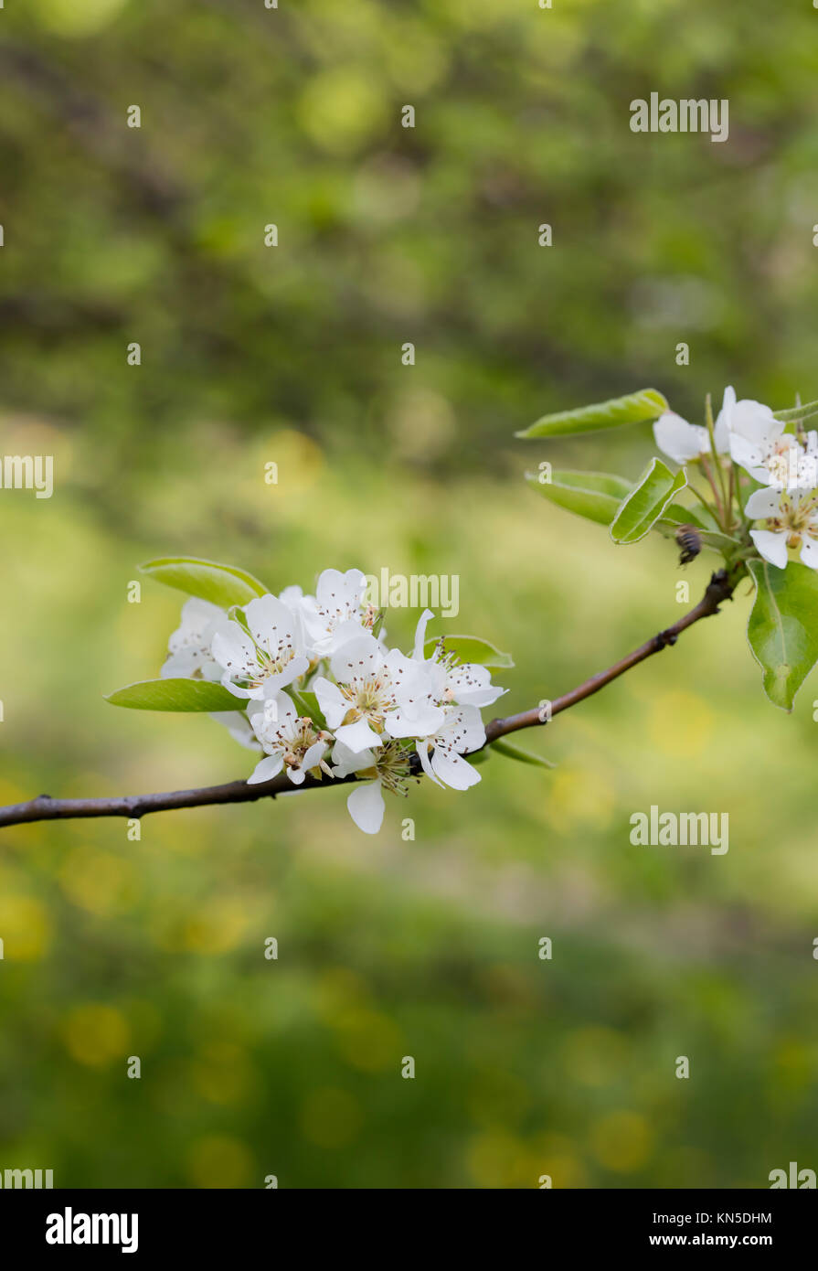 flower on the tree, flowering tree Stock Photo - Alamy