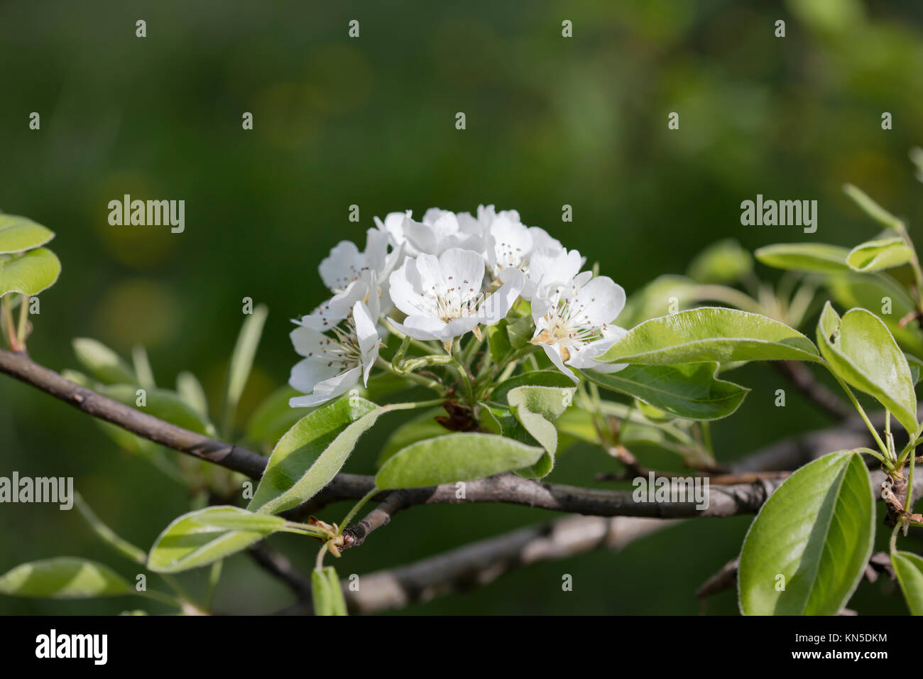 flower on the tree, flowering tree Stock Photo - Alamy