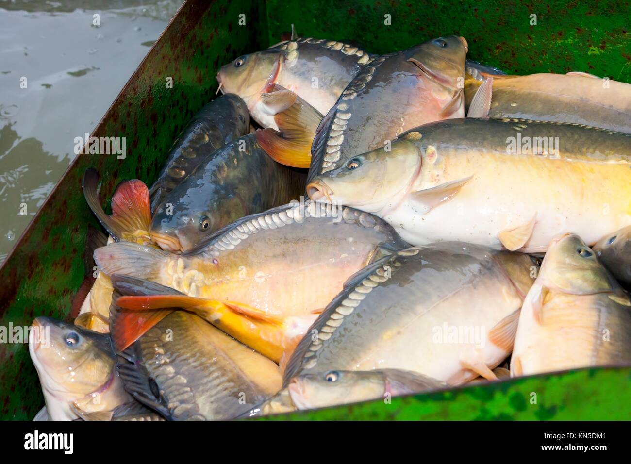 Fish harvesting fish hi-res stock photography and images - Alamy