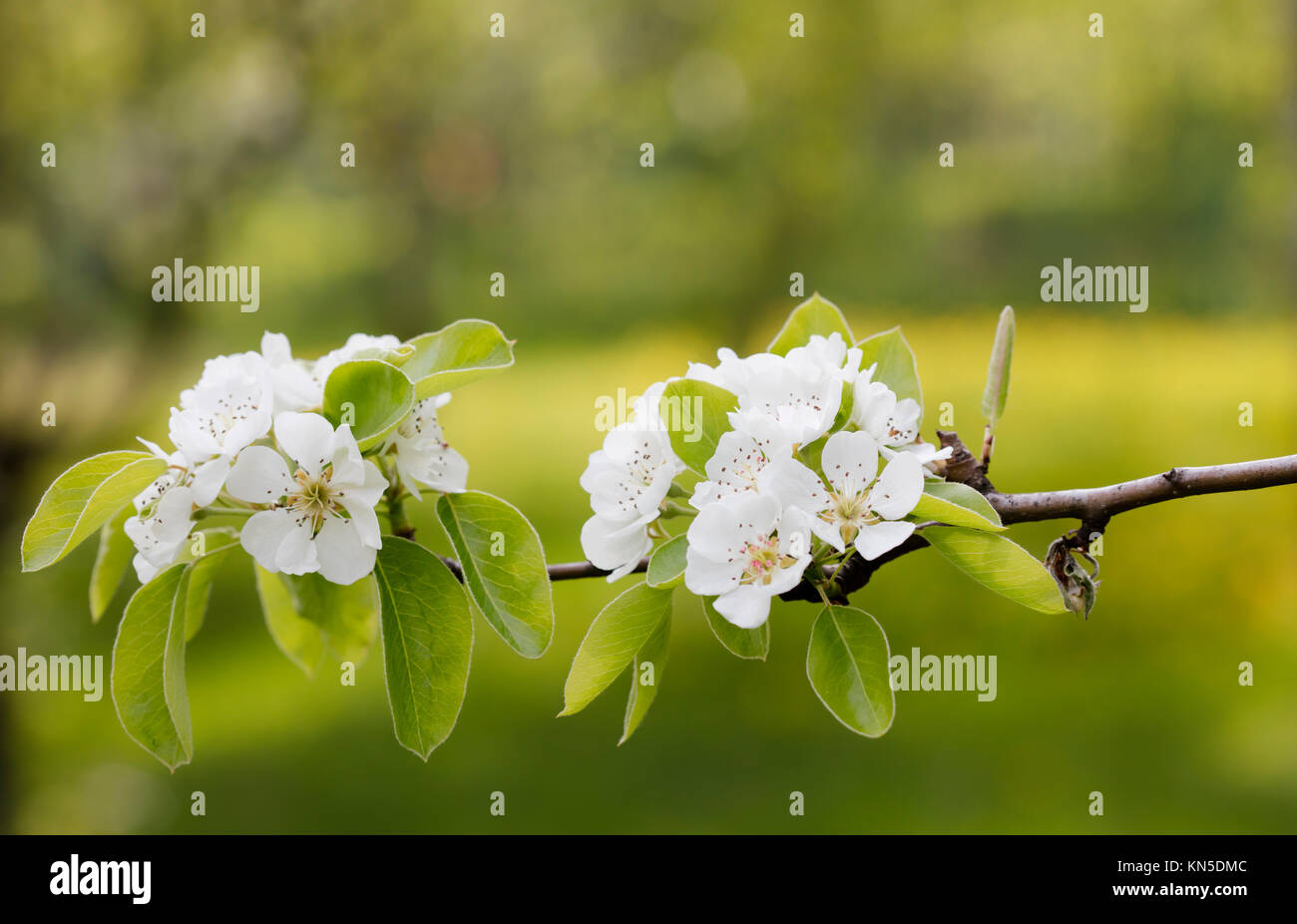 flower on the tree, flowering tree Stock Photo - Alamy