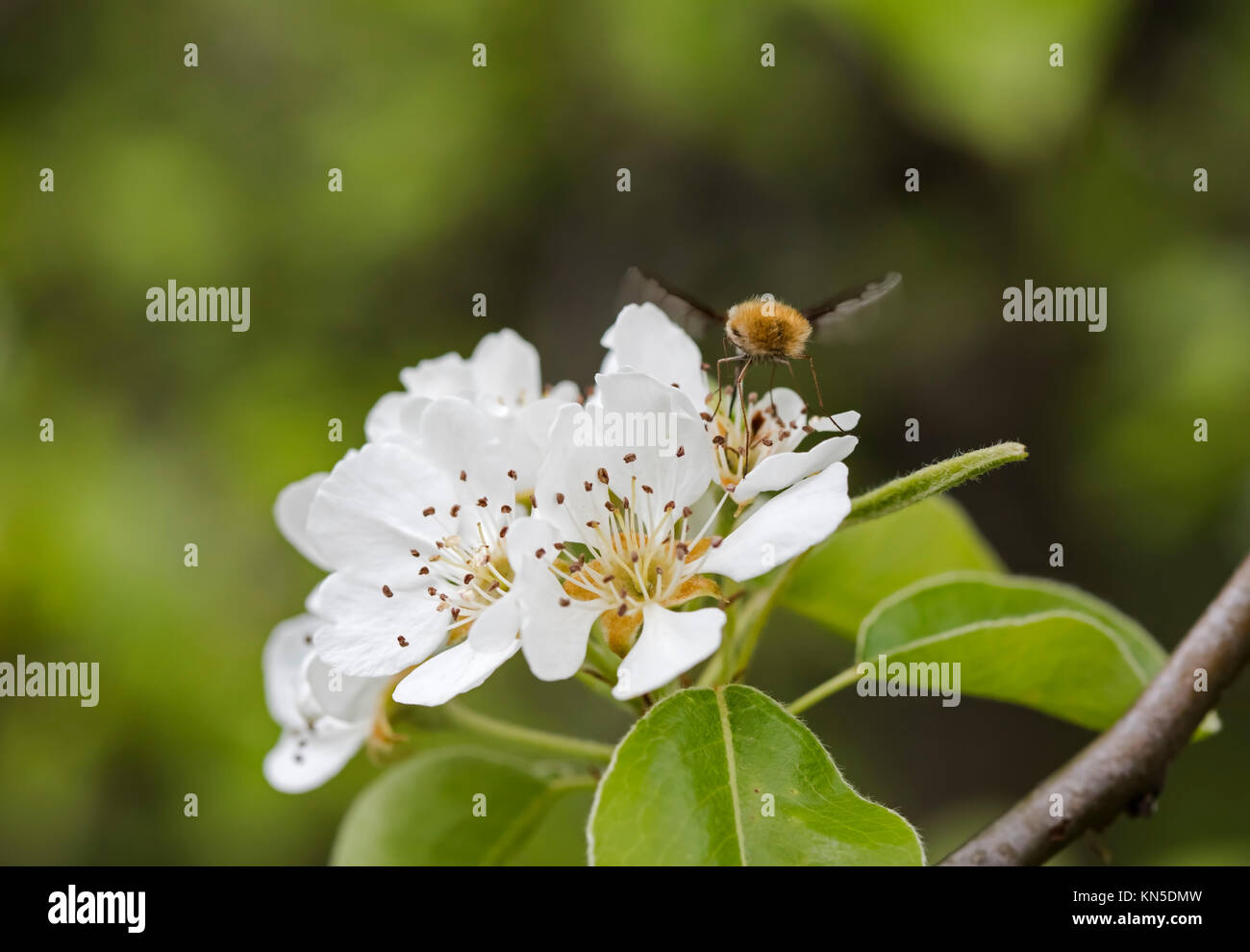 flower on the tree, flowering tree Stock Photo - Alamy