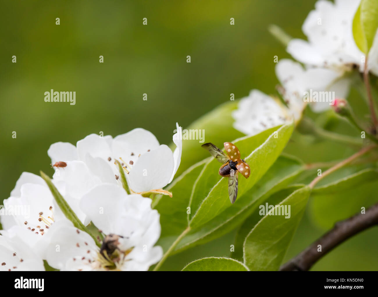 flower on the tree, flowering tree Stock Photo - Alamy